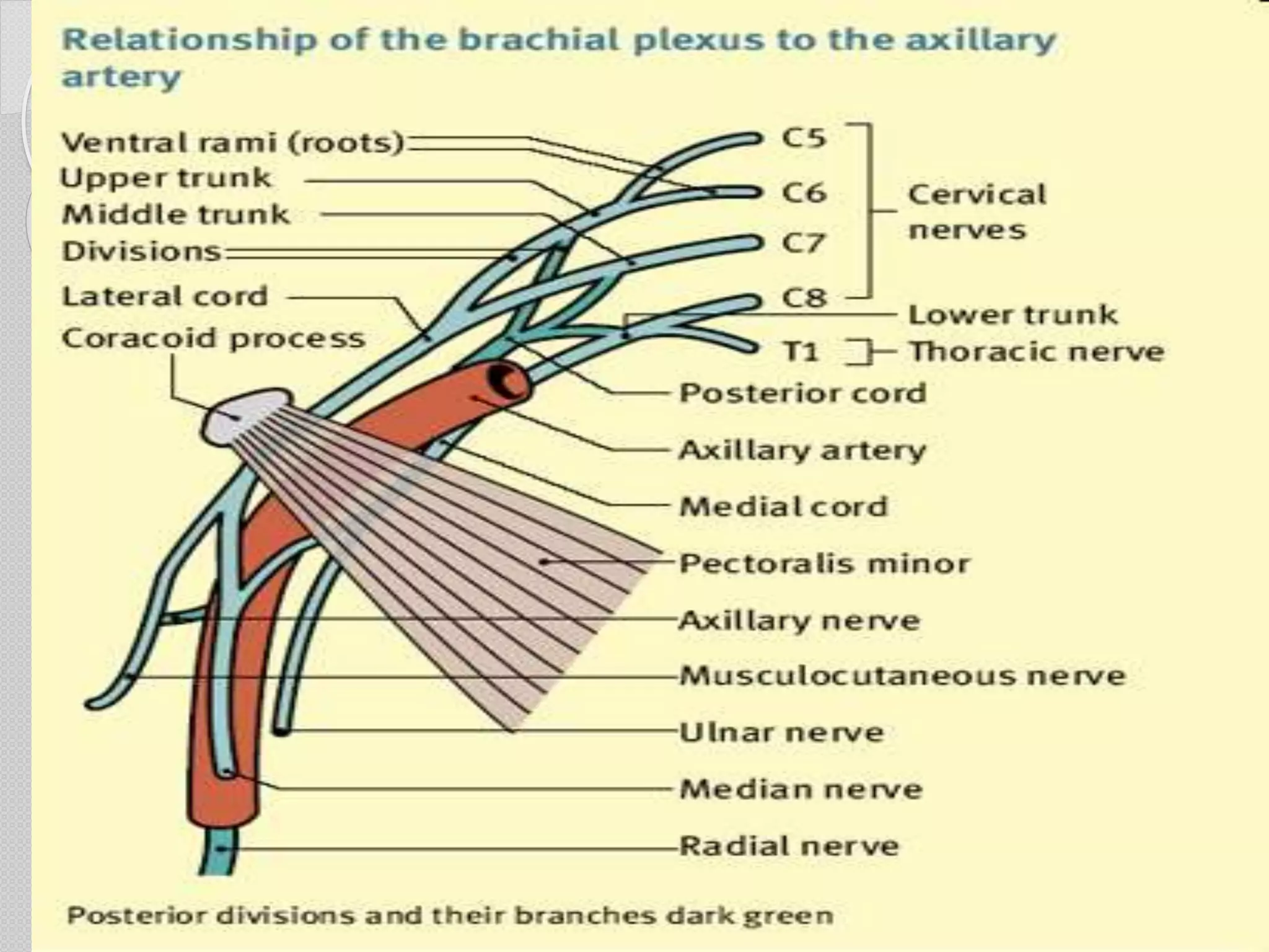 Surgical anatomy of upper limb nerves and plexus | PPTX