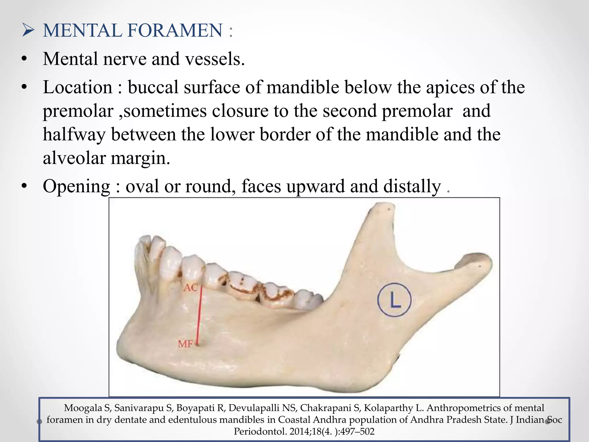 IMPORTANT ANATOMICAL CONSIDERATIONS IN PERIODONTAL SURGERY AND IMPLANTS ...