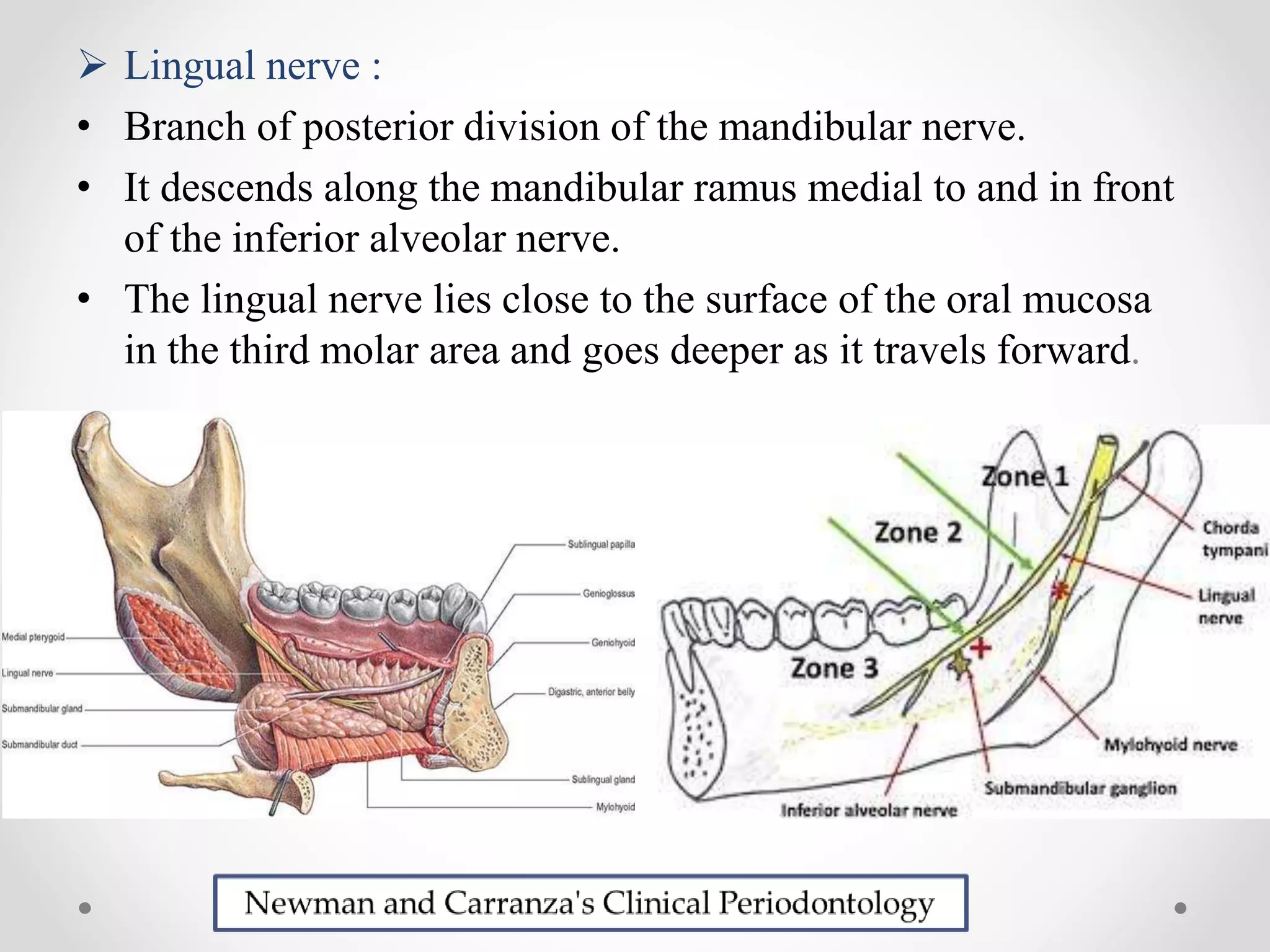 IMPORTANT ANATOMICAL CONSIDERATIONS IN PERIODONTAL SURGERY AND IMPLANTS ...