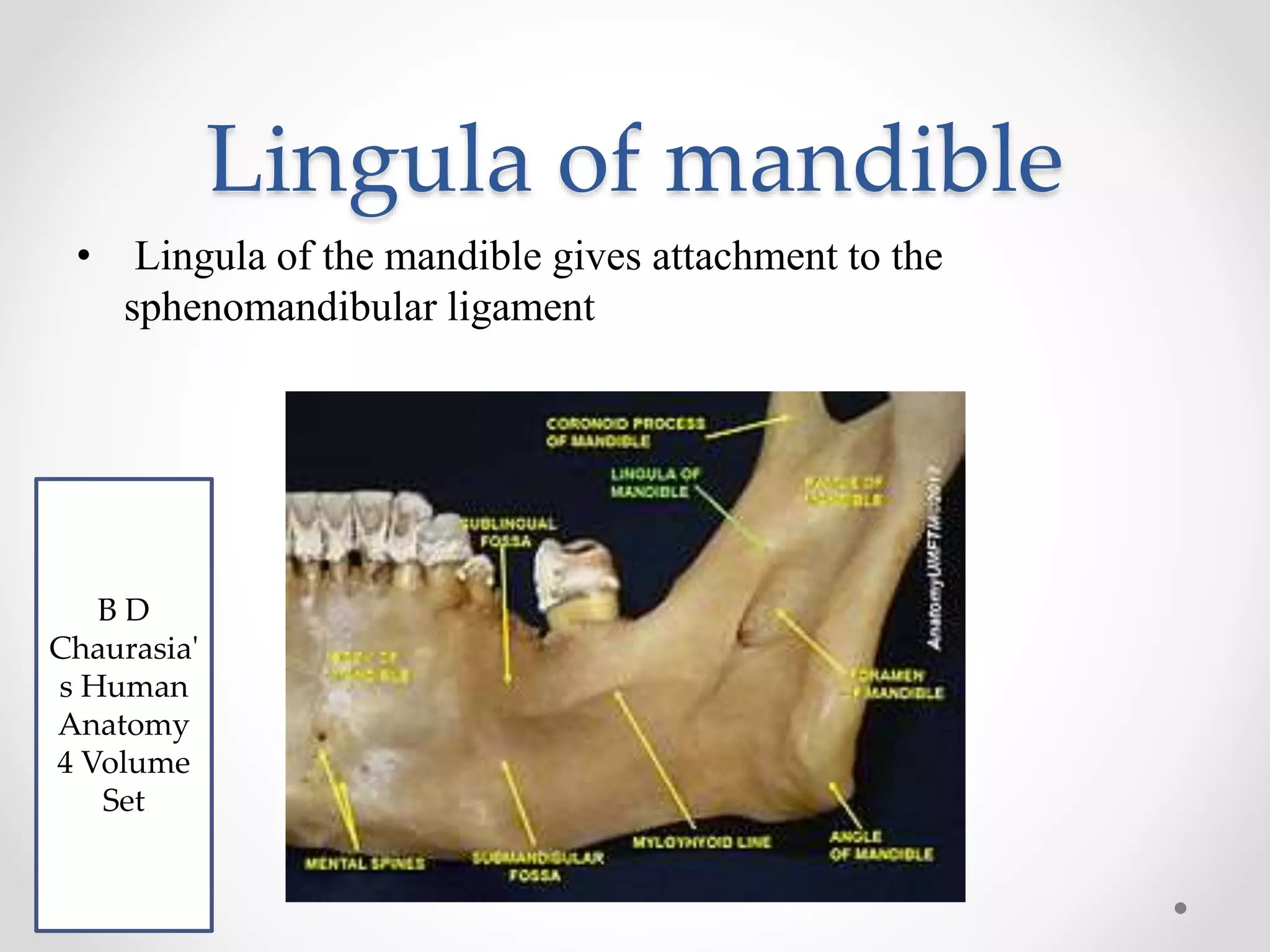 IMPORTANT ANATOMICAL CONSIDERATIONS IN PERIODONTAL SURGERY AND IMPLANTS ...