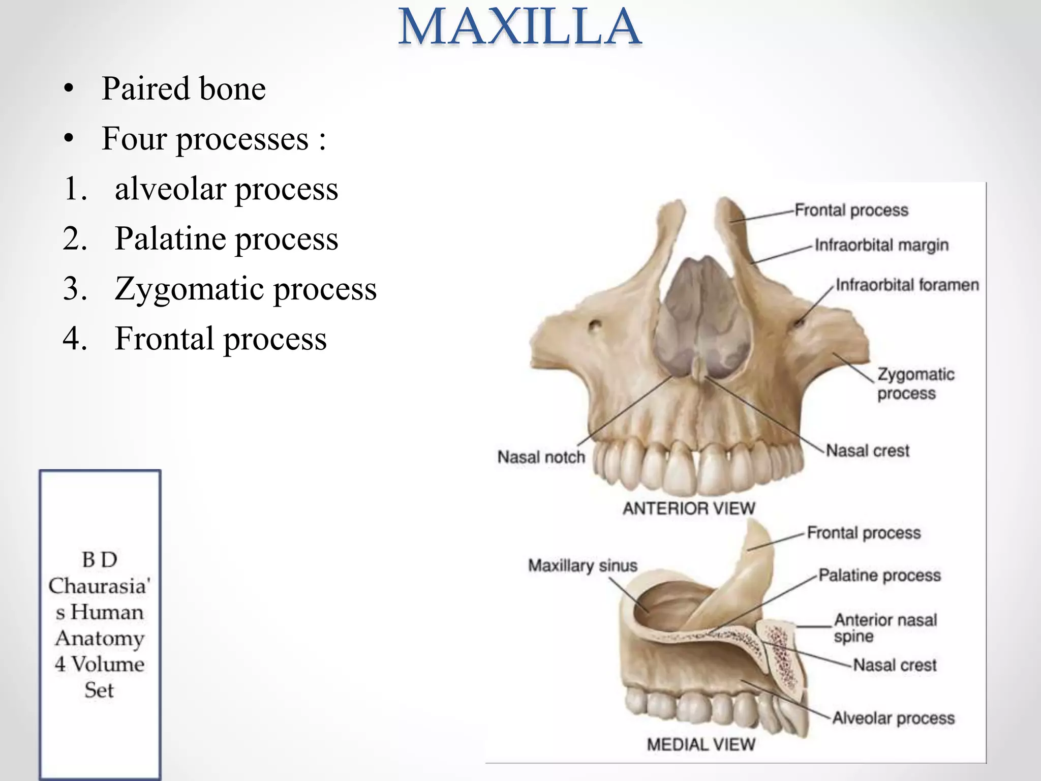IMPORTANT ANATOMICAL CONSIDERATIONS IN PERIODONTAL SURGERY AND IMPLANTS ...