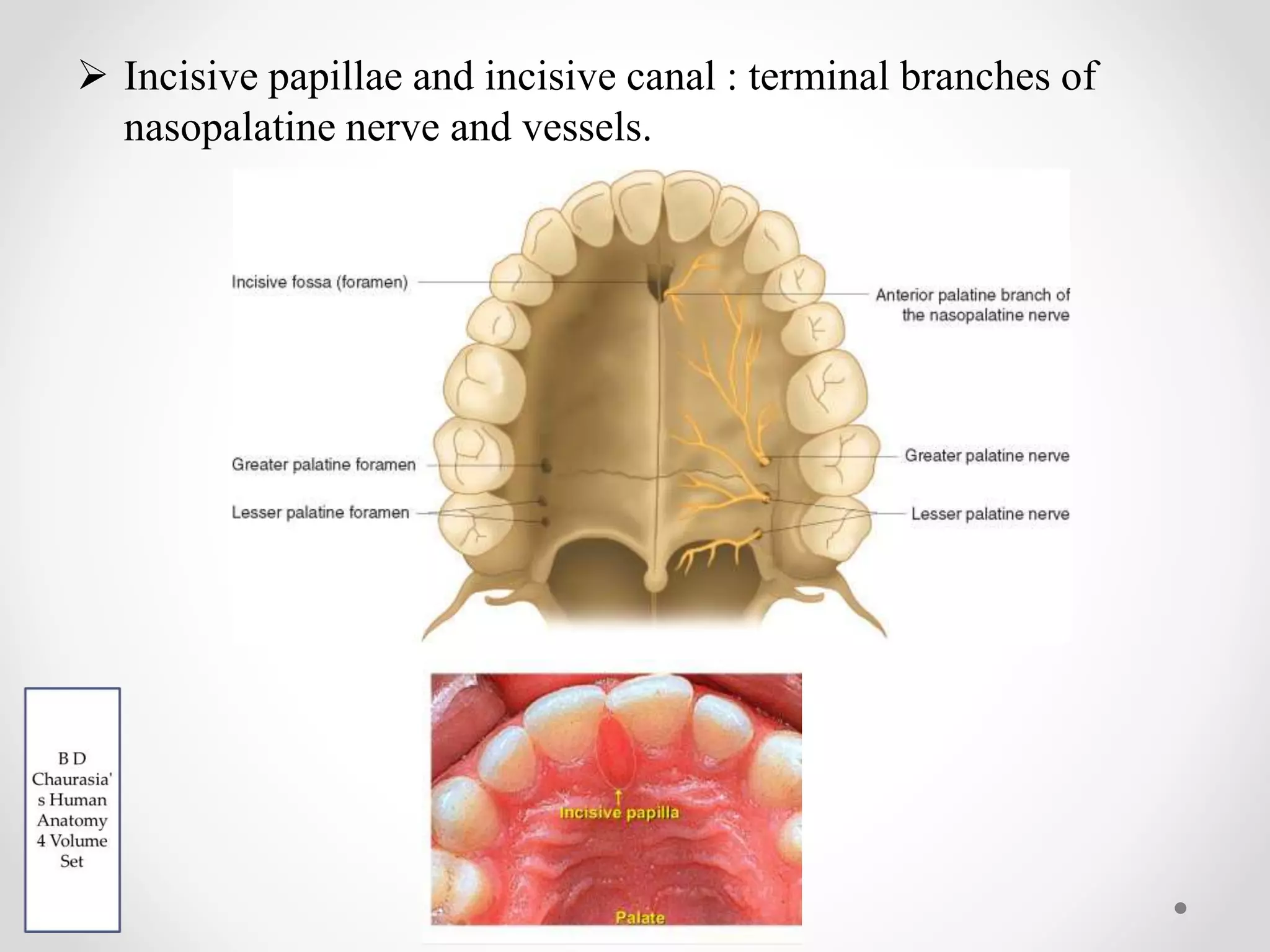 IMPORTANT ANATOMICAL CONSIDERATIONS IN PERIODONTAL SURGERY AND IMPLANTS ...