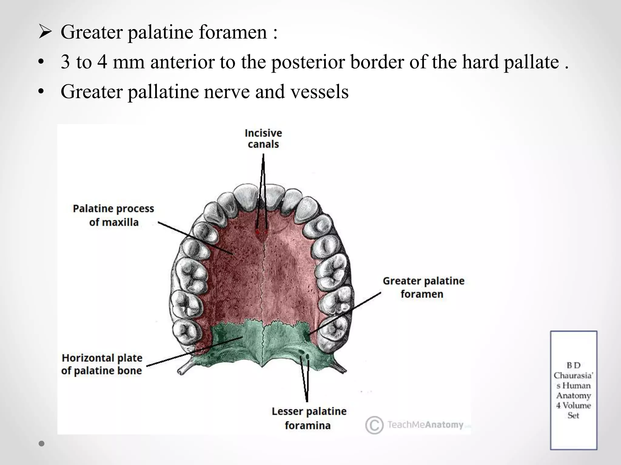 IMPORTANT ANATOMICAL CONSIDERATIONS IN PERIODONTAL SURGERY AND IMPLANTS ...