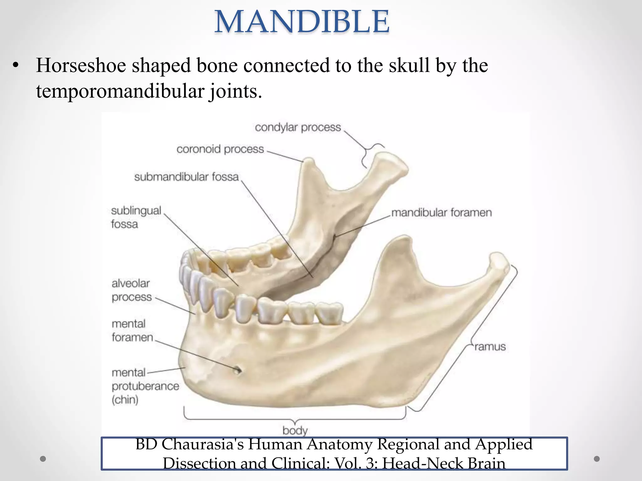 IMPORTANT ANATOMICAL CONSIDERATIONS IN PERIODONTAL SURGERY AND IMPLANTS ...