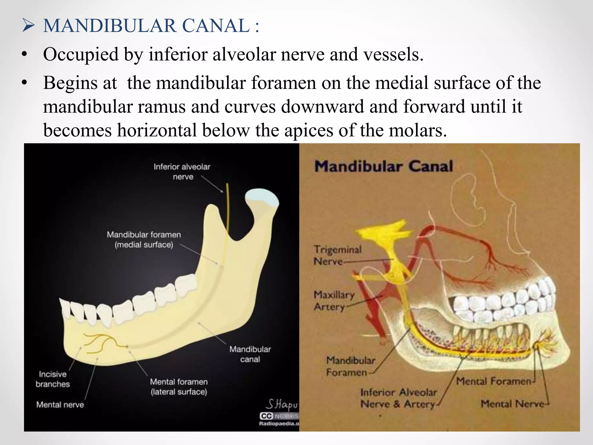 IMPORTANT ANATOMICAL CONSIDERATIONS IN PERIODONTAL SURGERY AND IMPLANTS ...