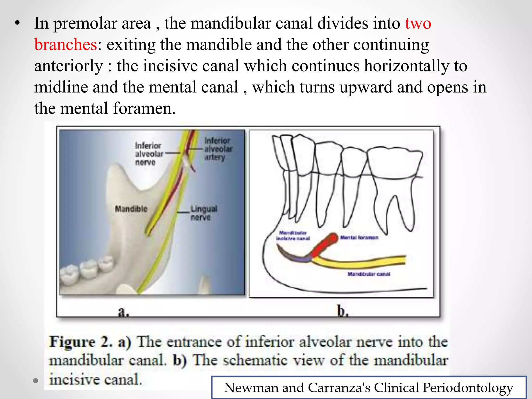 IMPORTANT ANATOMICAL CONSIDERATIONS IN PERIODONTAL SURGERY AND IMPLANTS ...