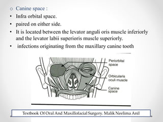 IMPORTANT ANATOMICAL CONSIDERATIONS IN PERIODONTAL SURGERY AND IMPLANTS ...