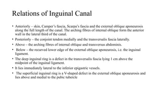 SURGICAL AND APPLIED ANATOMY OF THE INGUINAL CANAL BK.ppt