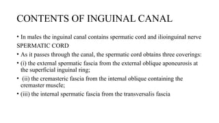 SURGICAL AND APPLIED ANATOMY OF THE INGUINAL CANAL BK.ppt