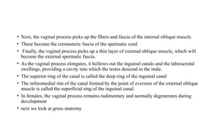 SURGICAL AND APPLIED ANATOMY OF THE INGUINAL CANAL BK.ppt