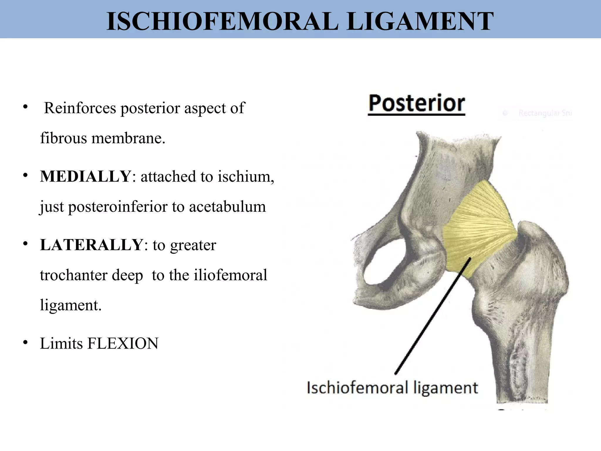 Surgical approaches to hip joint | PPT