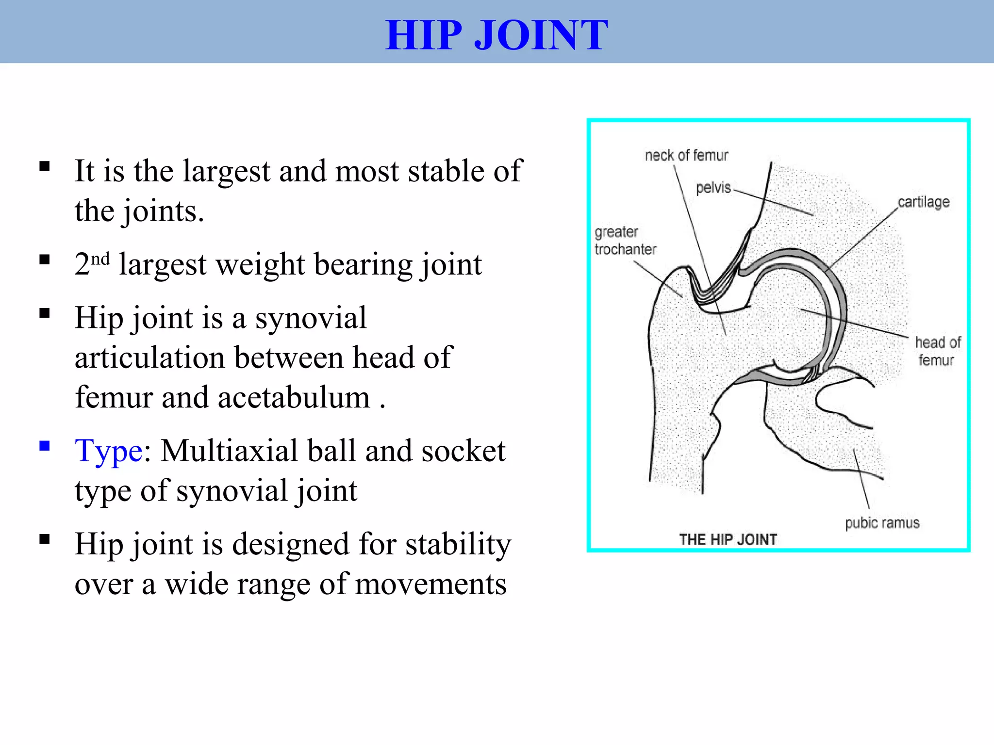 Surgical approaches to hip joint | PPT