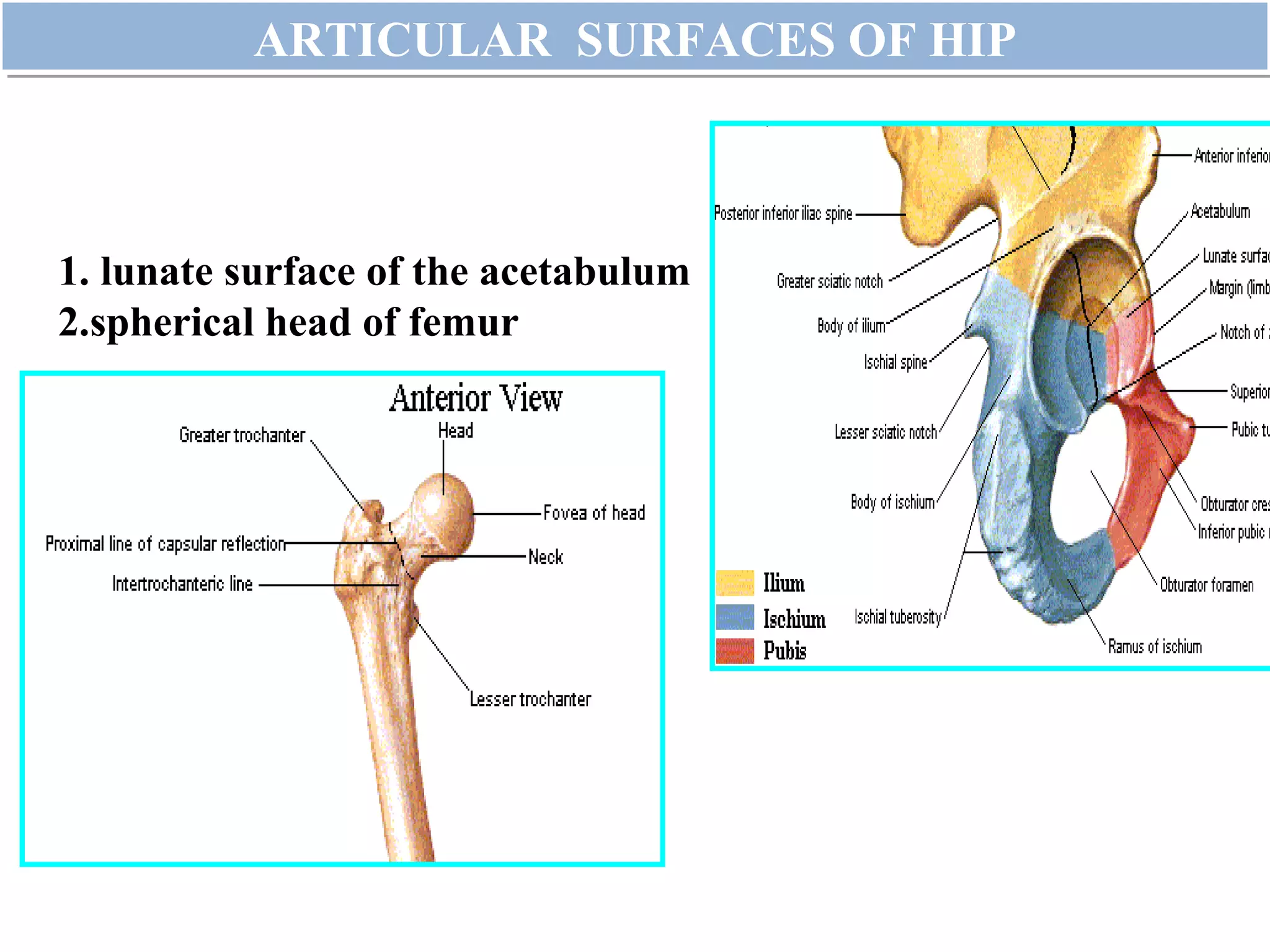 Surgical approaches to hip joint | PPT