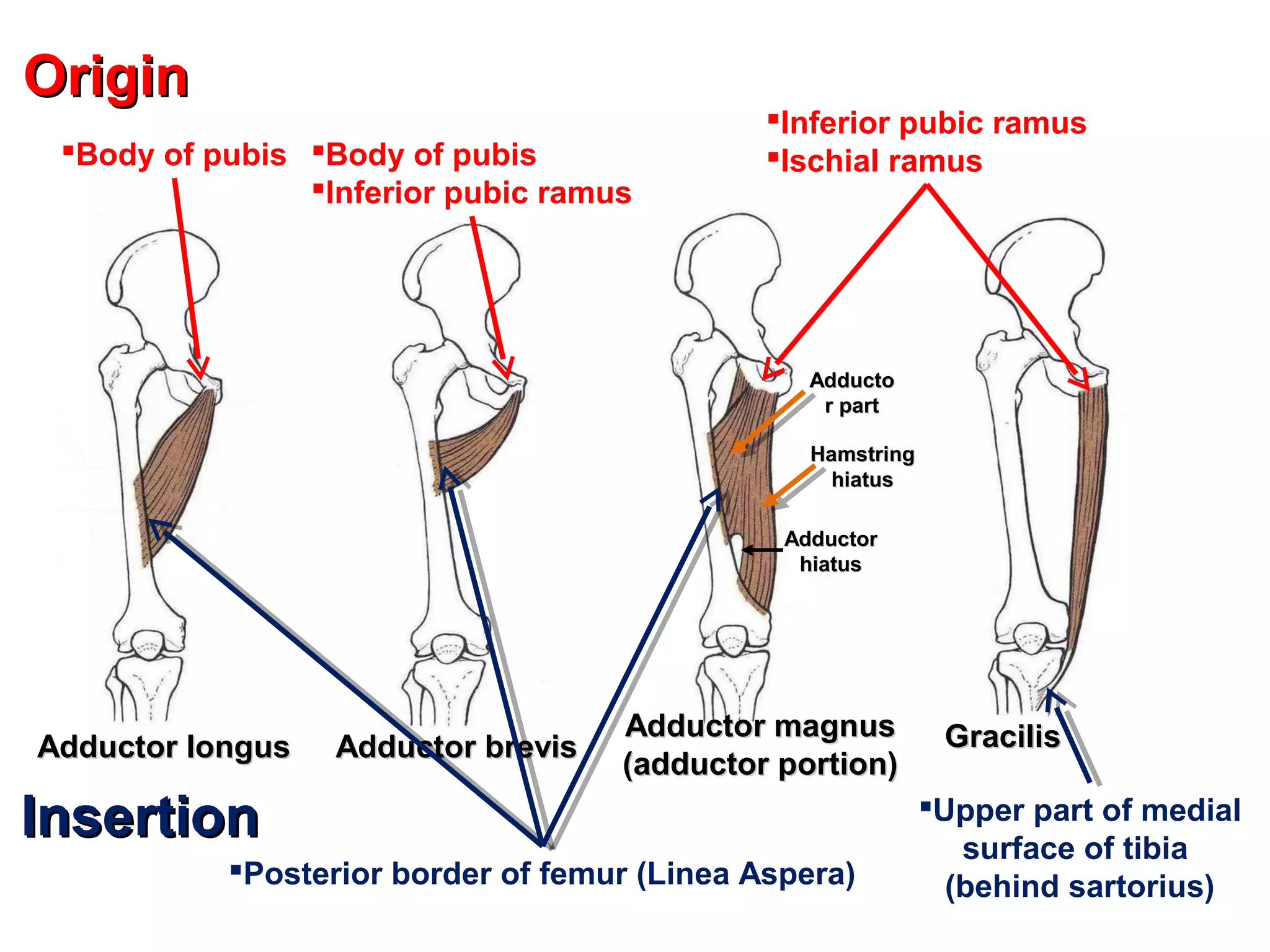 Surgical approaches to hip joint | PPT