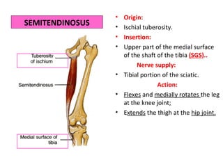 Surgical approaches to hip joint | PPT