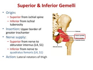 Surgical approaches to hip joint | PPT