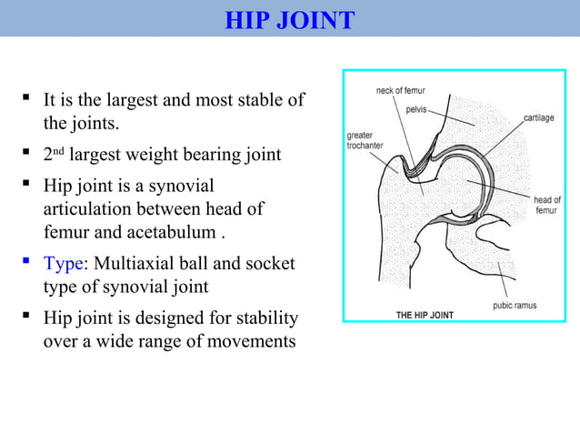 Surgical approaches to hip joint