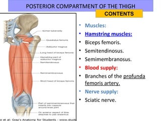 Surgical approaches to hip joint | PPT