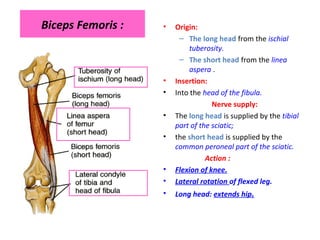 Surgical approaches to hip joint | PPT