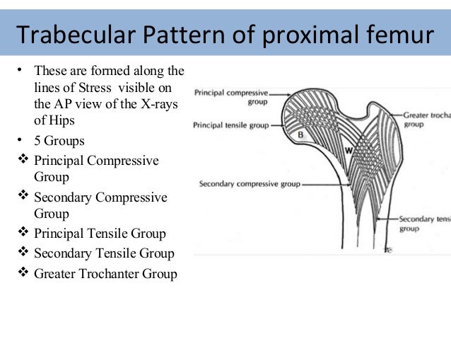Surgical approaches to hip joint