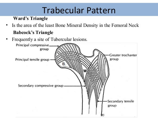 Surgical approaches to hip joint