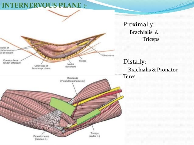 Surgical approaches to the elbow
