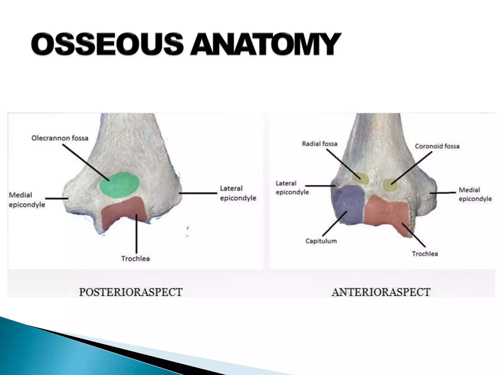 Surgical approaches to the elbow | PPTX