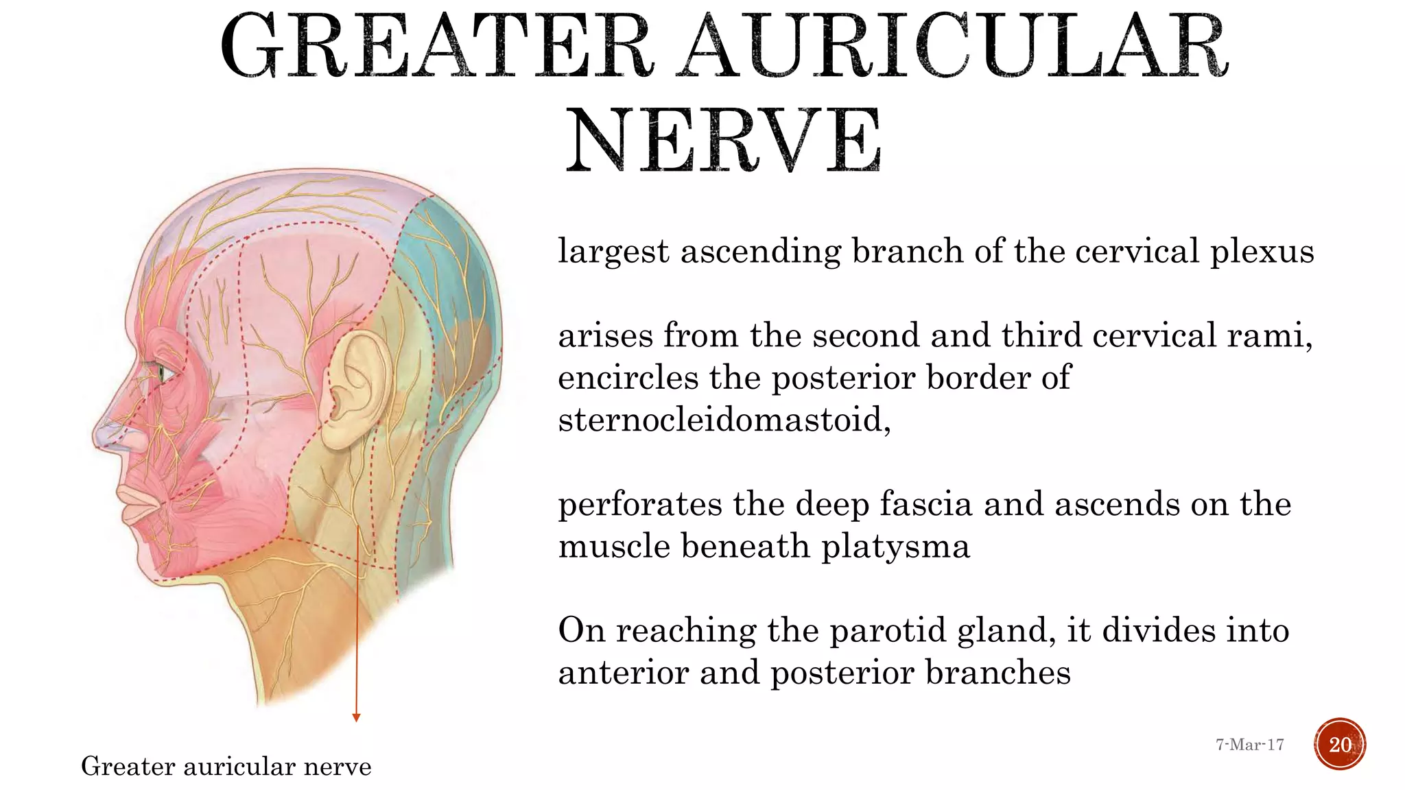 Surgical approaches to tmj | PPTX
