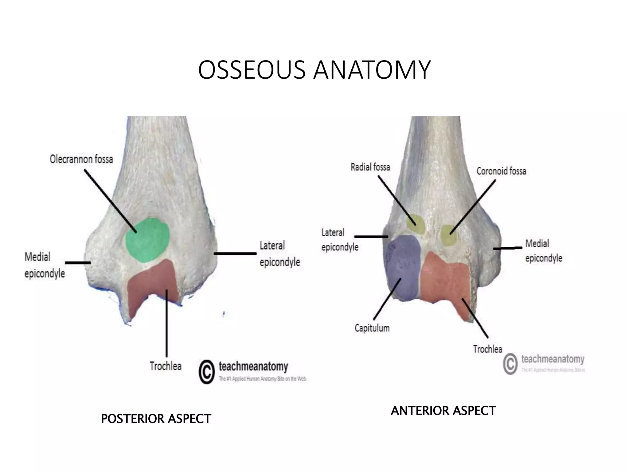 Surgical approach intercondylar/ supracondylar humerus fracture | PPT