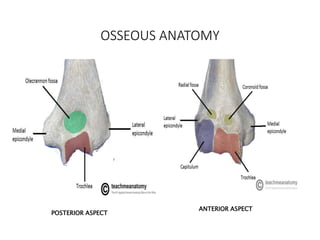 Surgical approach intercondylar/ supracondylar humerus fracture | PPT