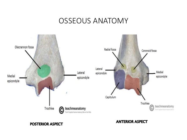 Surgical approach intercondylar/ supracondylar humerus fracture