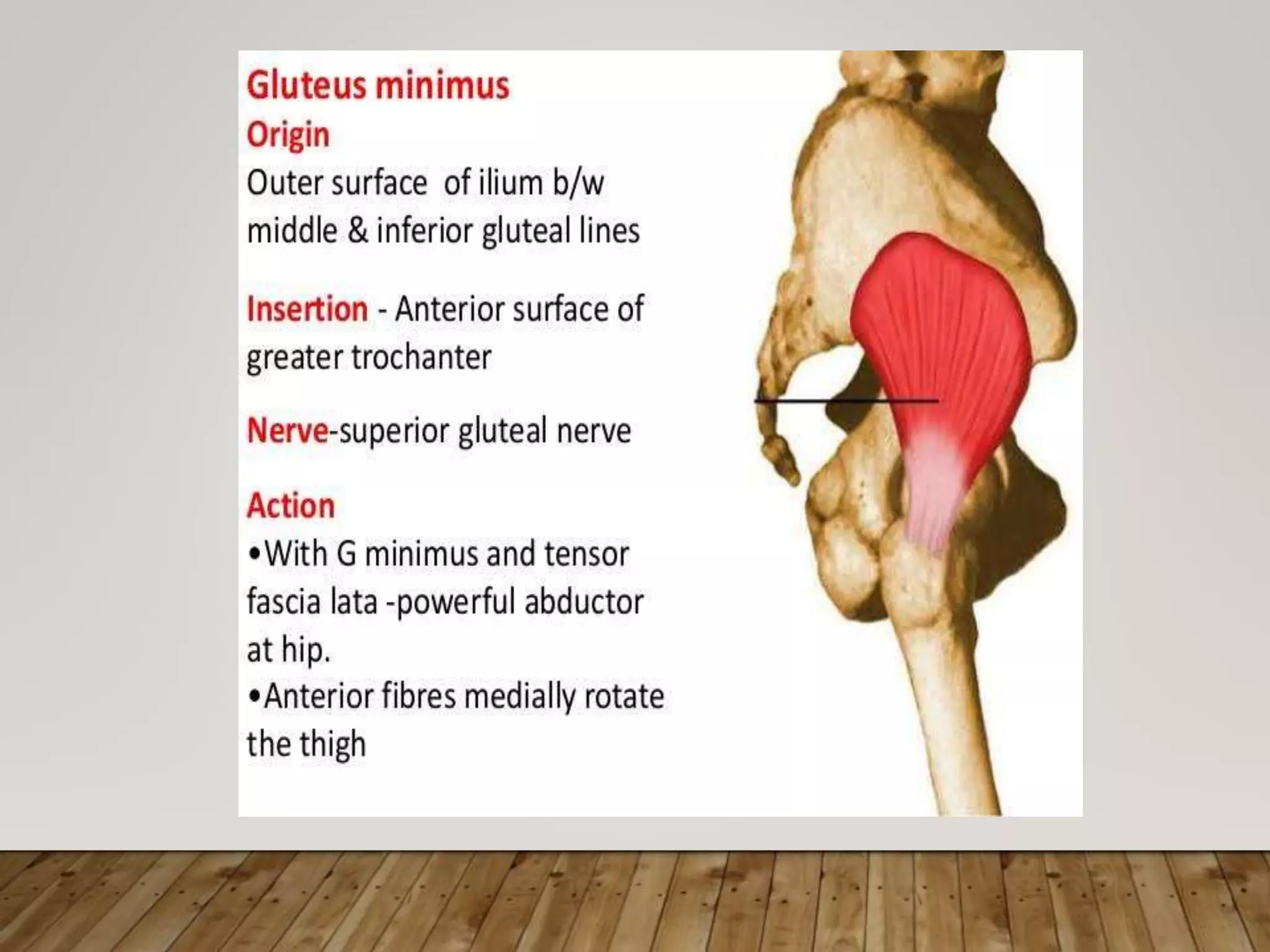 Surgical approach to hip joint and acetabulum | PPTX