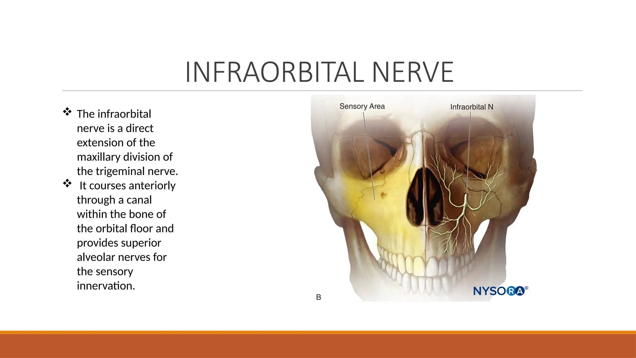 SURGICAL ASPECTS OF MANDIBULAR AND MAXILLARY NERVE.pptx