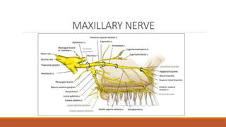 SURGICAL ASPECTS OF MANDIBULAR AND MAXILLARY NERVE.pptx