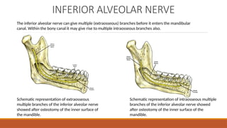 SURGICAL ASPECTS OF MANDIBULAR AND MAXILLARY NERVE.pptx