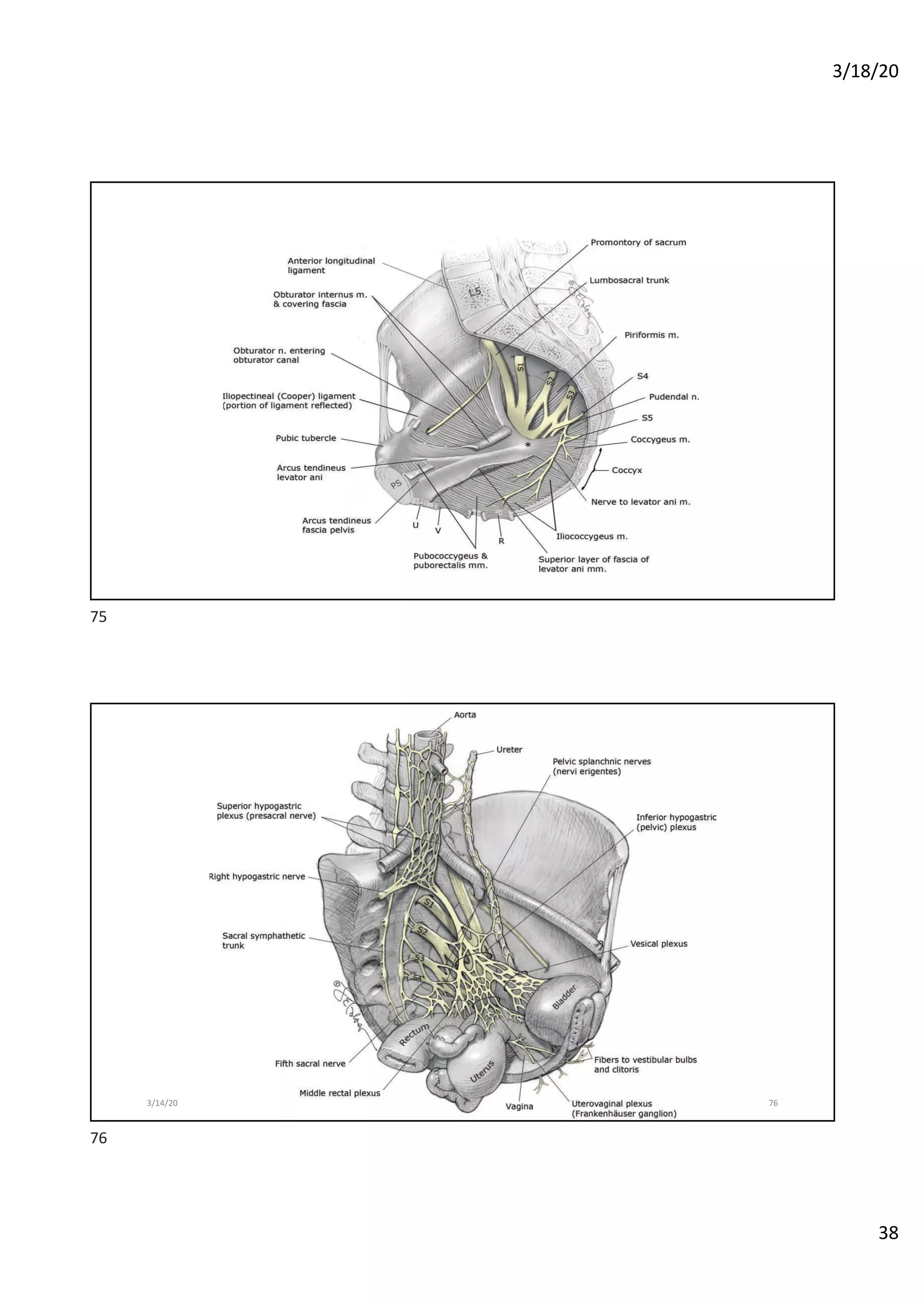 Surgical consideration | PDF