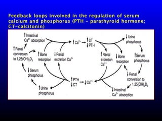 Surgical diseases of the parathyroid gland/reupload | PPT