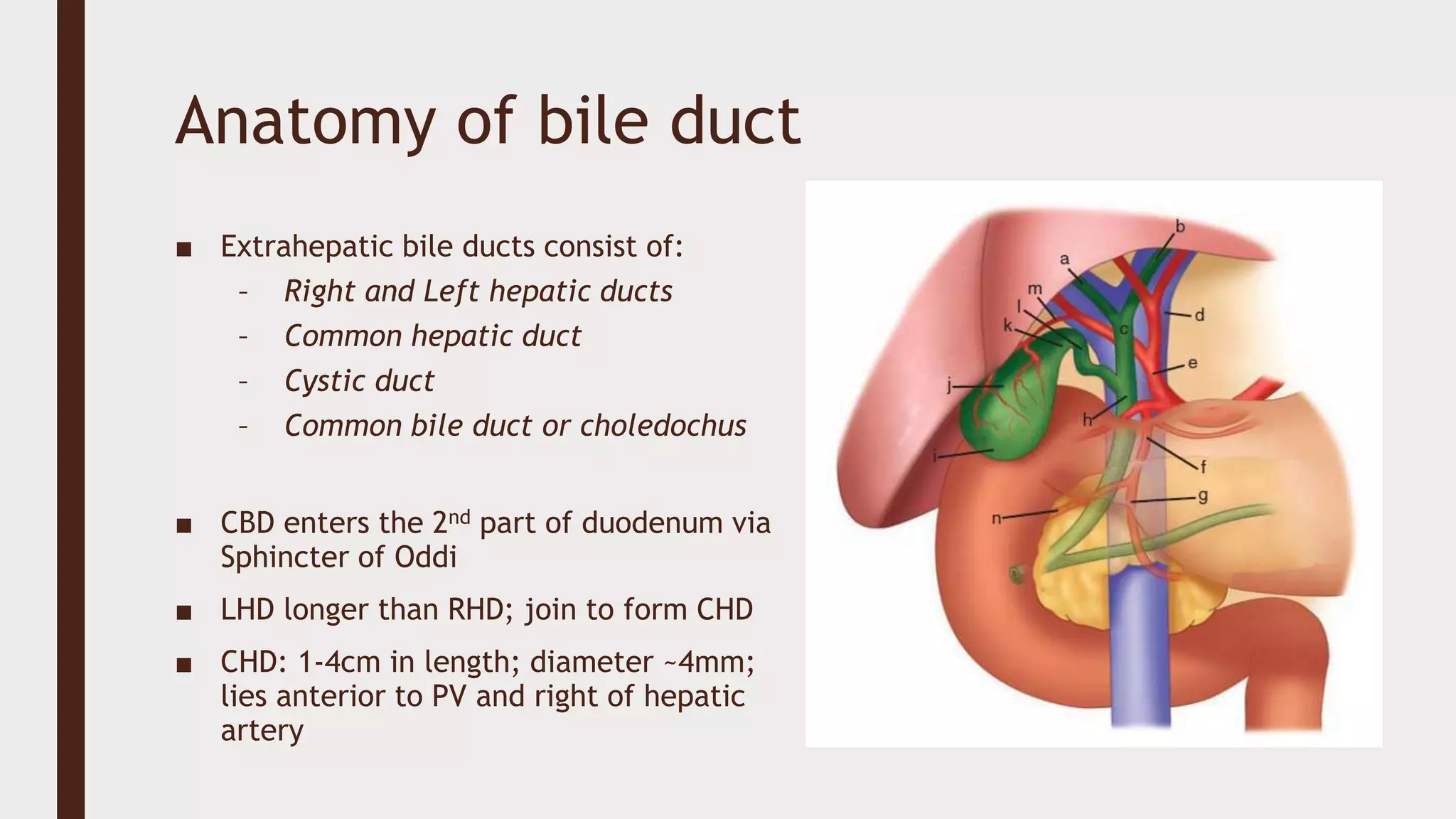 SURGICAL EXPLORATION OF THE COMMON BILE DUCT.pptx