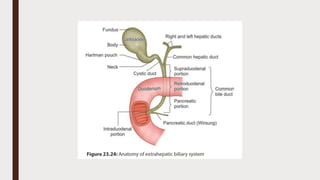 SURGICAL EXPLORATION OF THE COMMON BILE DUCT.pptx