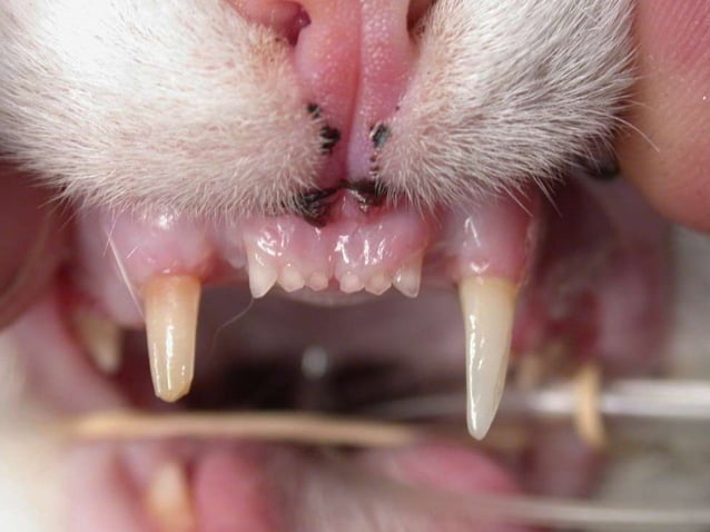 Surgical Extractions for Dogs and Cats | PPTX | Dental Health ...