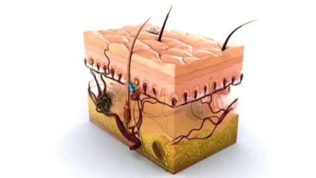 Surgical infections and frost bite | PPT