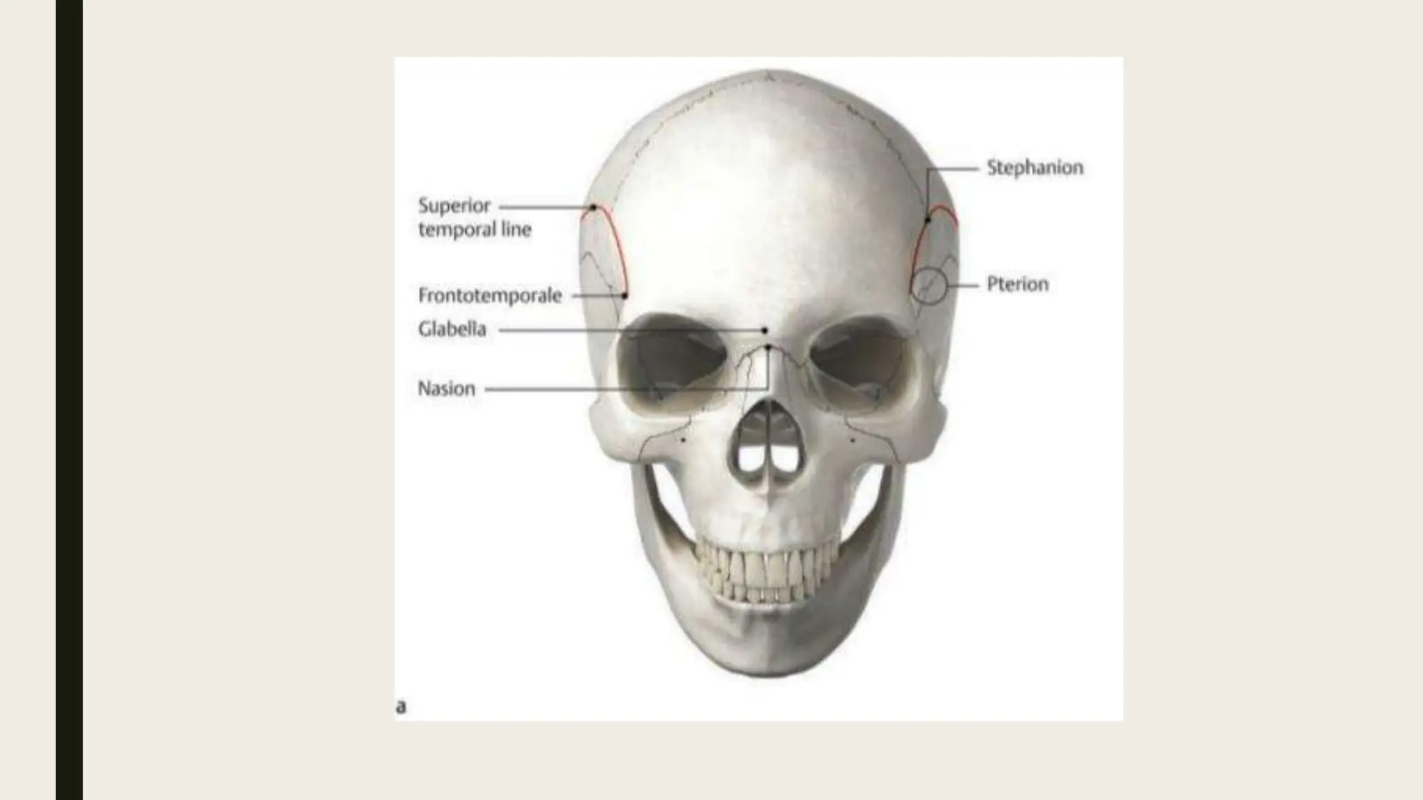Surgical landmarks of Brain and its identification on Cranium | PPT