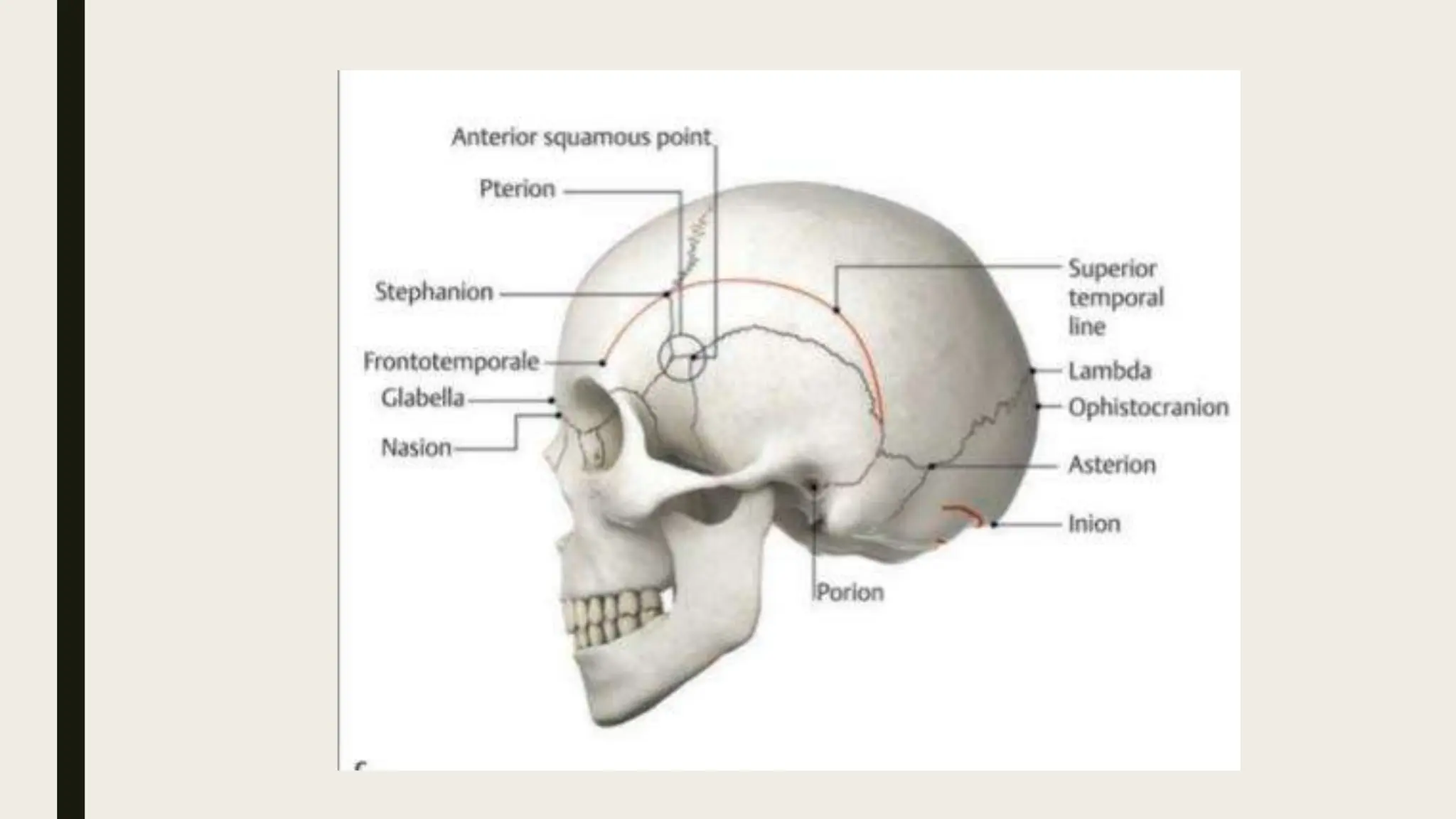 Surgical landmarks of Brain and its identification on Cranium | PPT