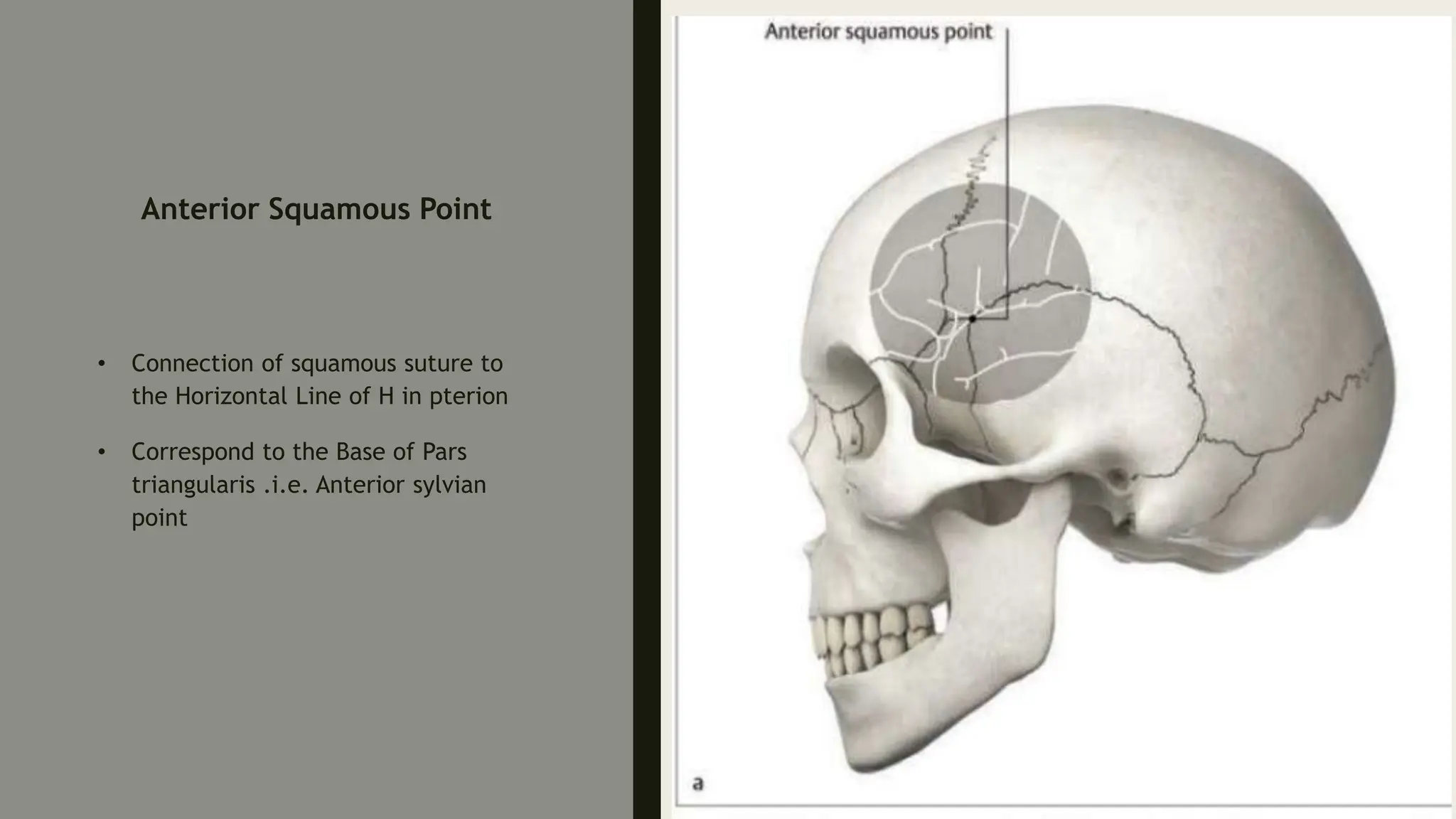 Surgical landmarks of Brain and its identification on Cranium | PPT