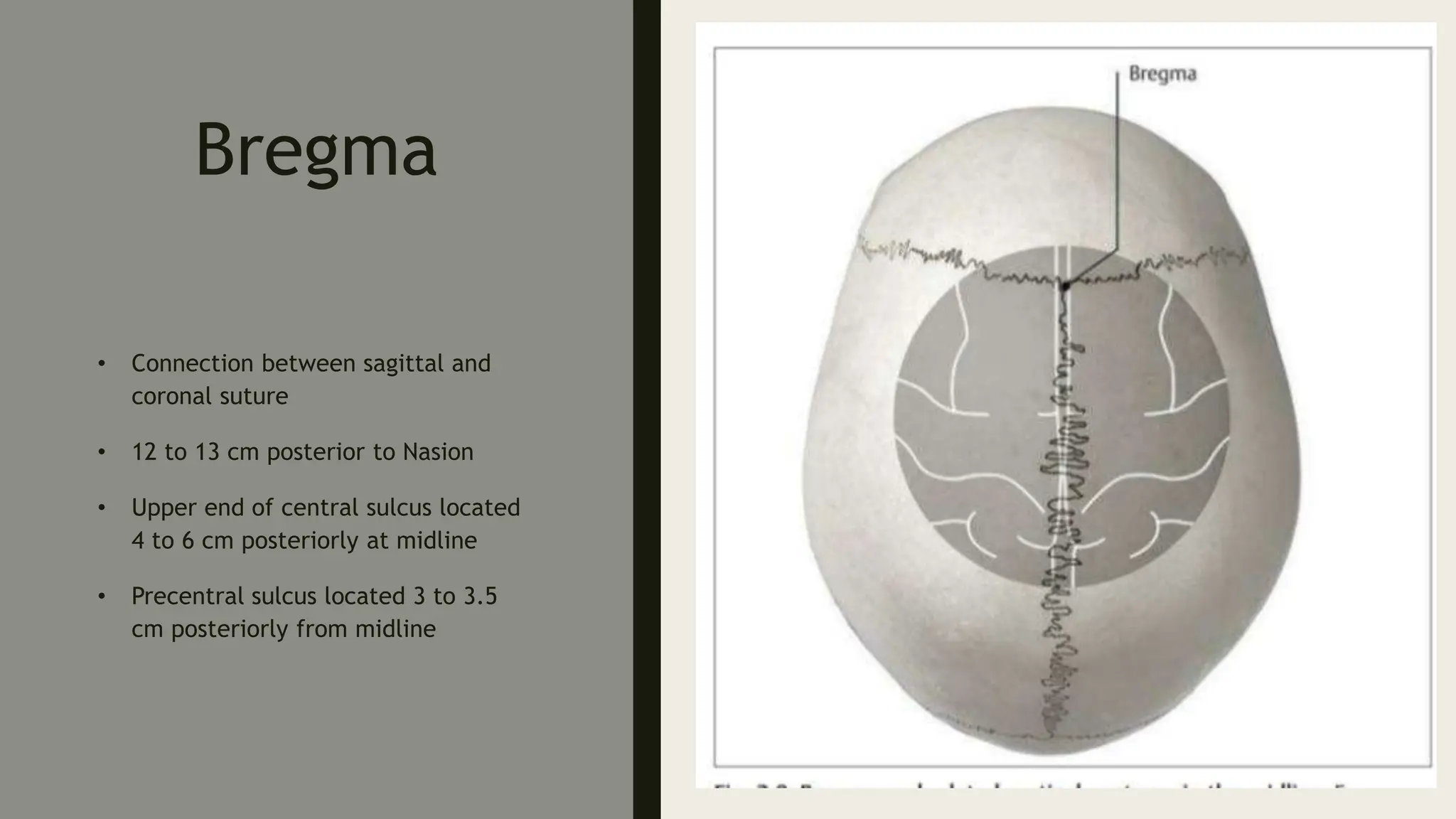 Surgical landmarks of Brain and its identification on Cranium | PPT
