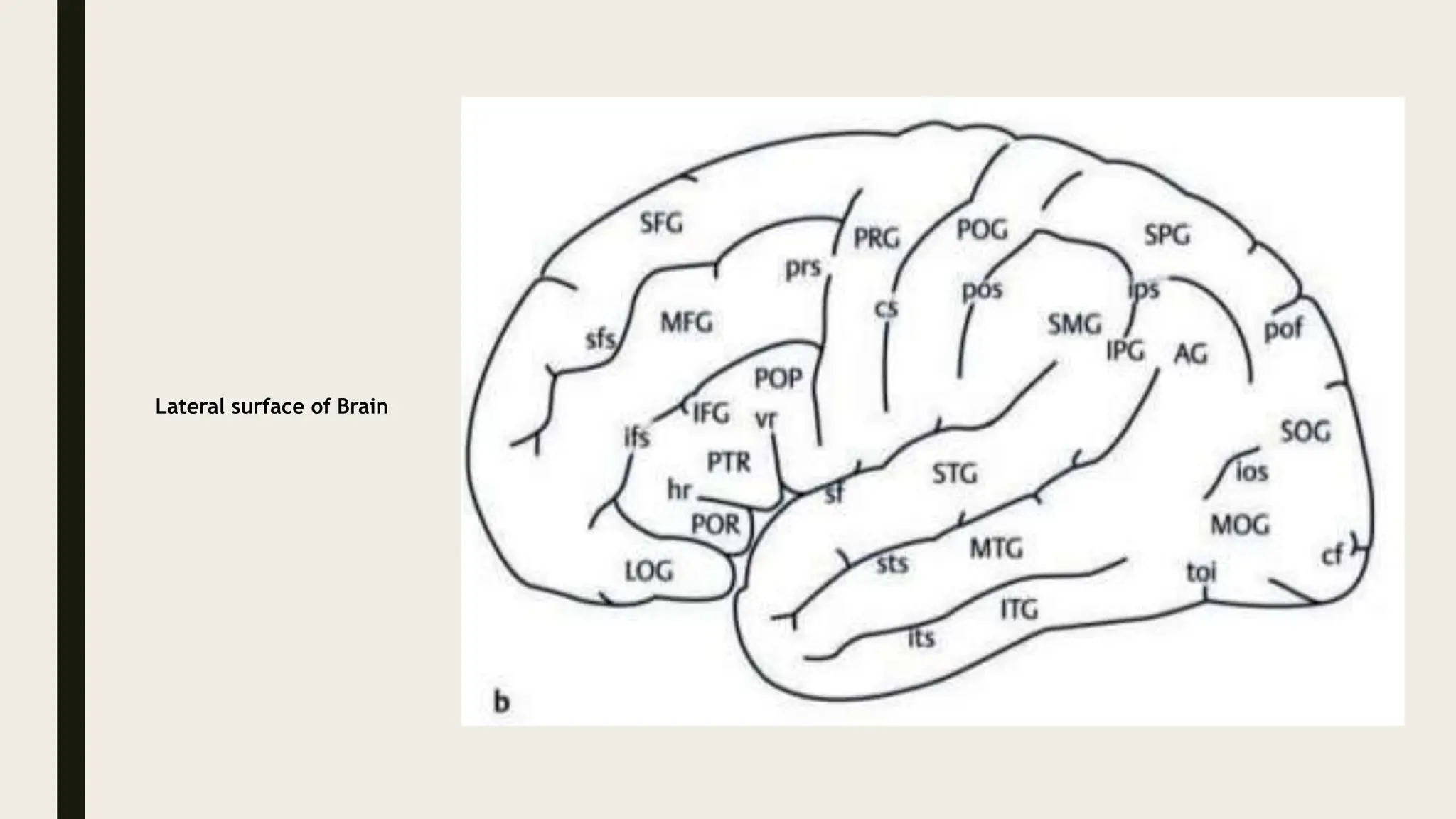 Surgical landmarks of Brain and its identification on Cranium | PPT