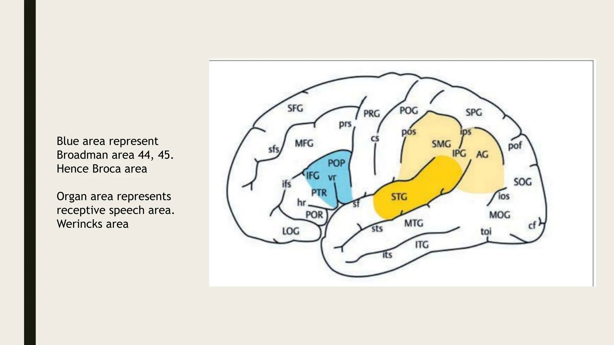 Surgical landmarks of Brain and its identification on Cranium | PPT