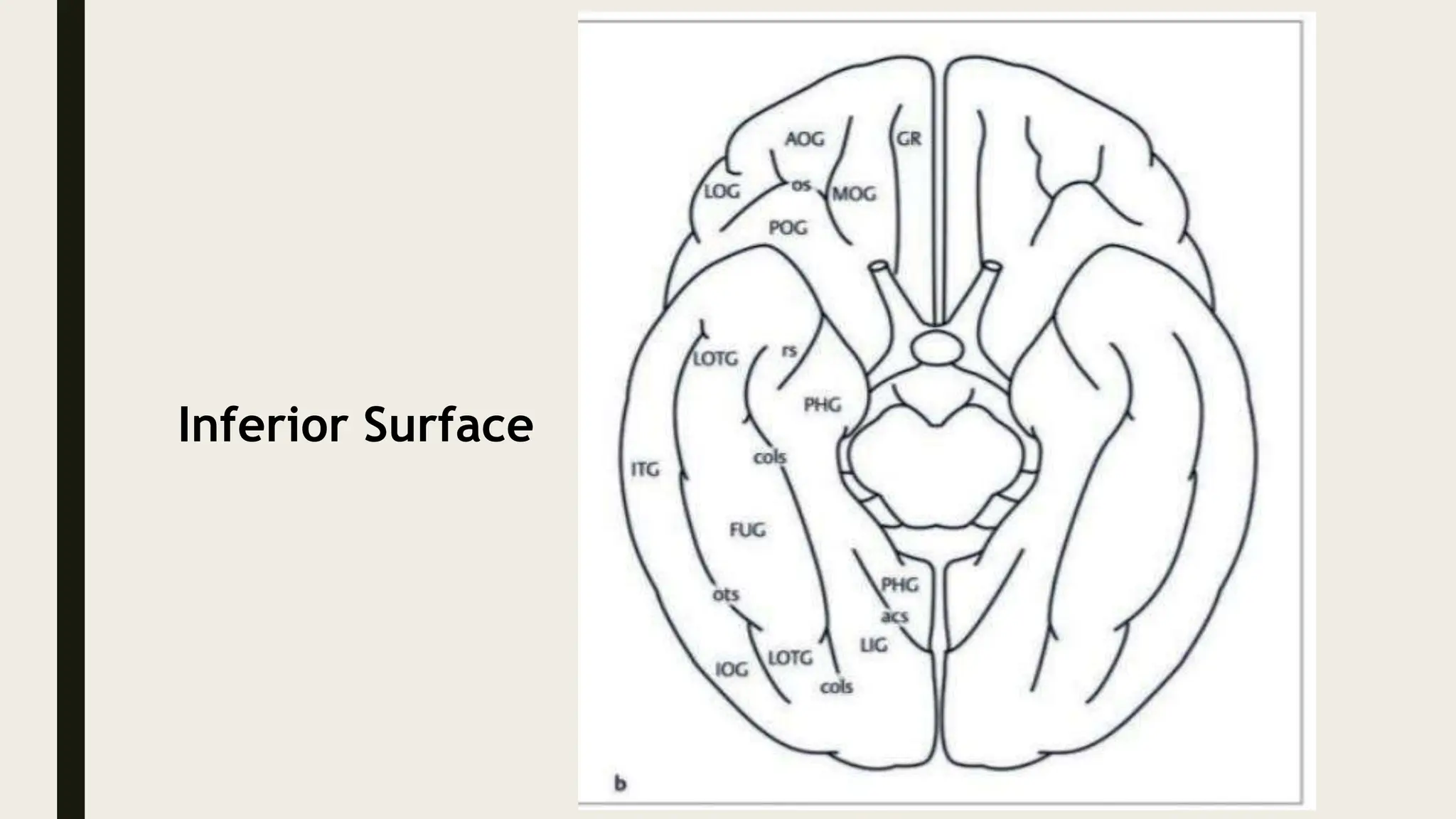 Surgical landmarks of Brain and its identification on Cranium | PPT