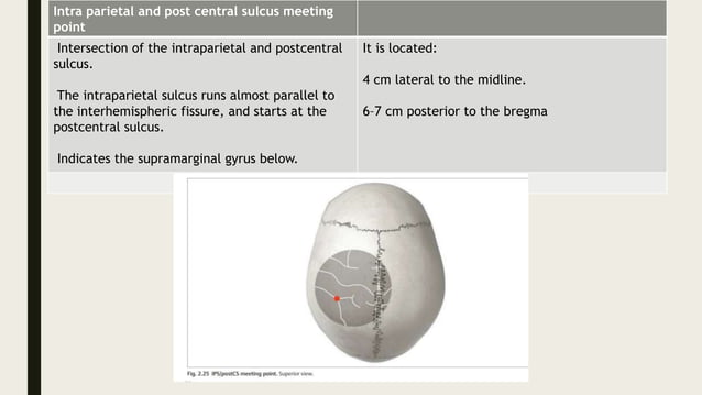 Surgical landmarks of Brain and its identification on Cranium | PPT