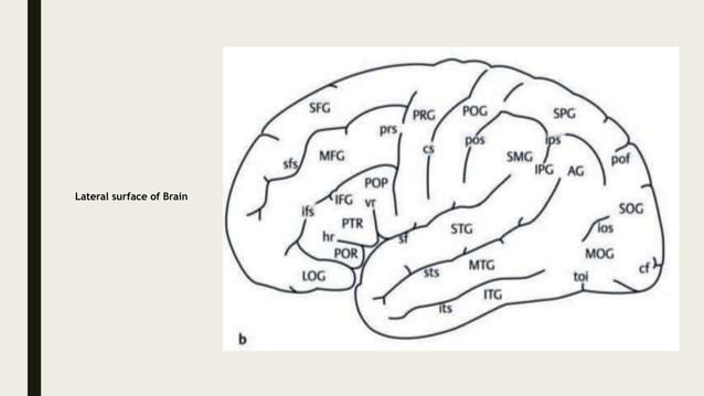 Surgical landmarks of Brain and its identification on Cranium | PPT